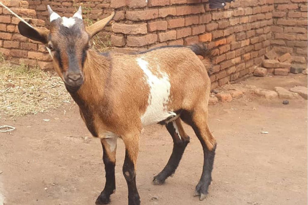 Qurban Malawi - 1 goat | Pergas Investment Holdings